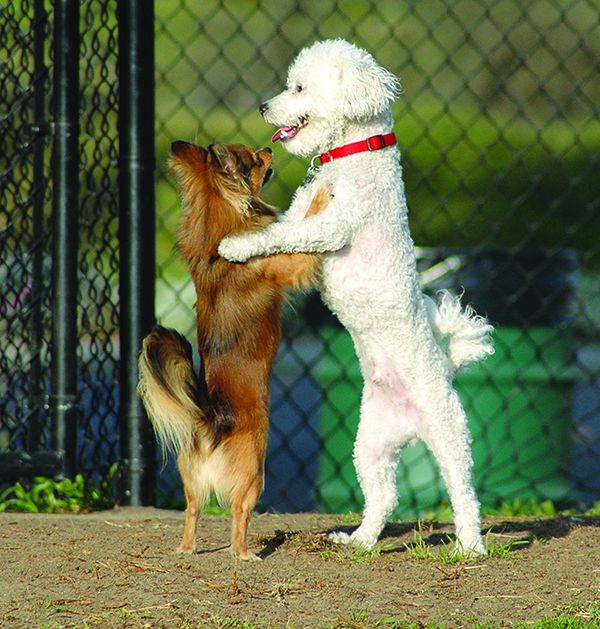 How to Safely Introduce Your Dog to Other Dogs - Whole Dog Journal
