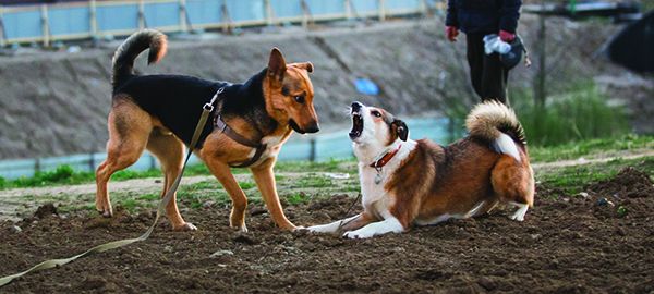 How to Safely Introduce Your Dog to Other Dogs - Whole Dog Journal