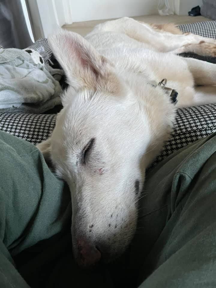 Lost Dogs - How You Can Help - Whole Dog Journal