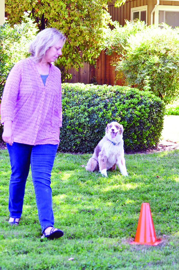 How to Engage Your Dog's Brain When Activity is Restricted - Whole Dog ...