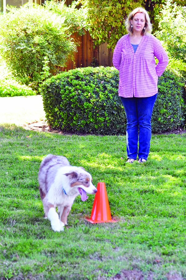 How to Engage Your Dog's Brain When Activity is Restricted - Whole Dog ...