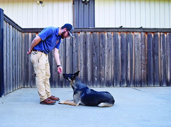 Verbal Cues: The Better Alternative to Dog Commands - Whole Dog Journal