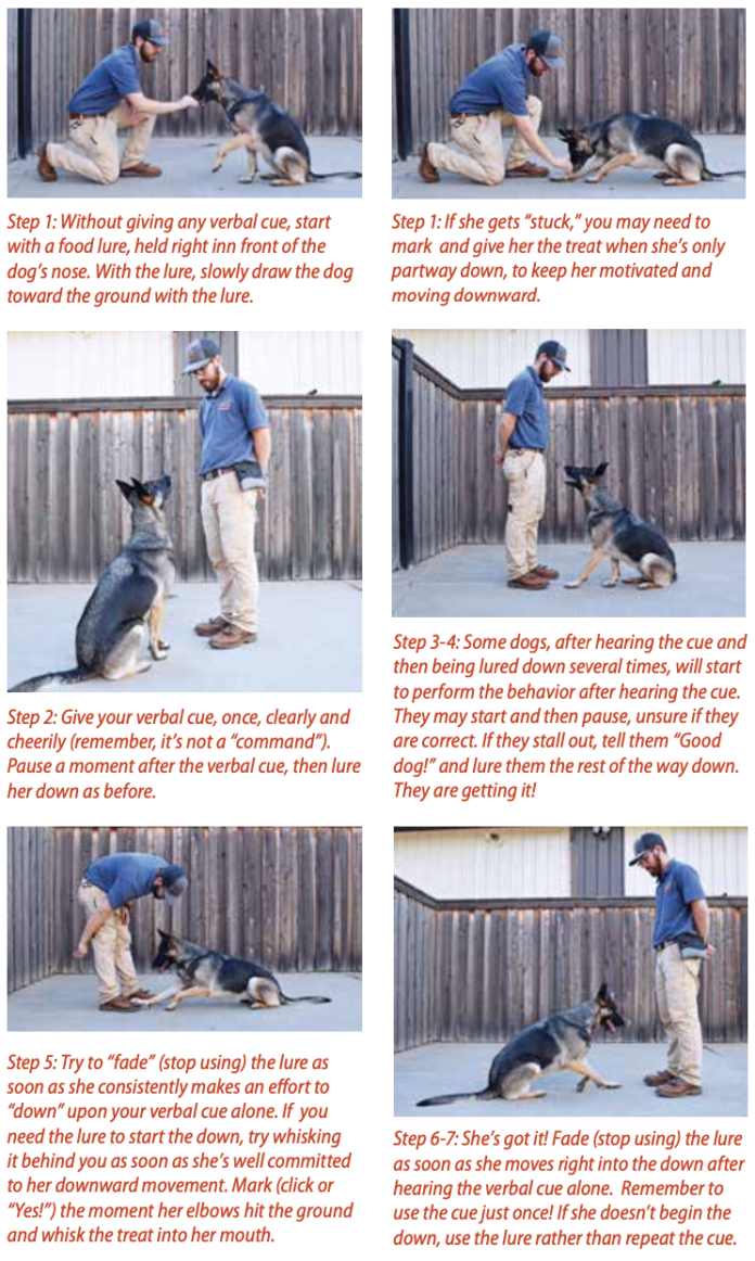 Verbal Cues: The Better Alternative to Dog Commands - Whole Dog Journal