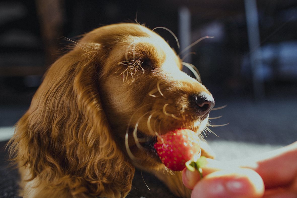 Can Dogs Eat Strawberries? - Whole Dog Journal