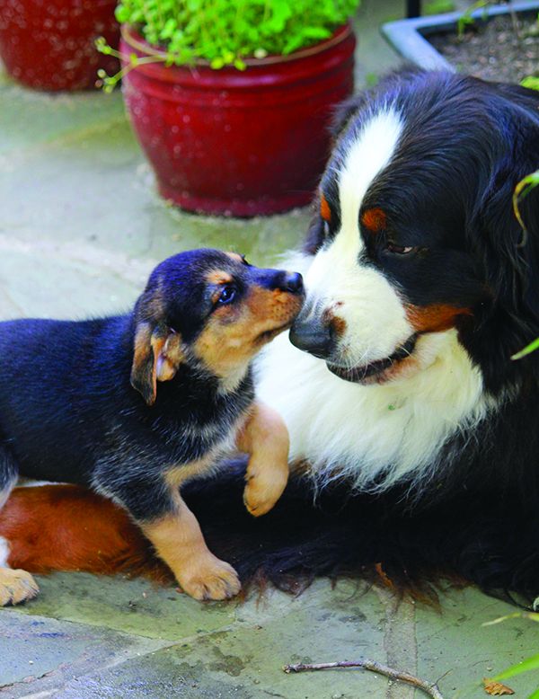 5 Tips for Introducing a New Puppy to your Dog - Whole Dog Journal