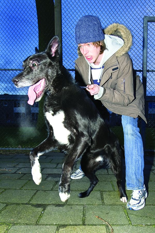 Reactive Behavior in Dogs - Whole Dog Journal