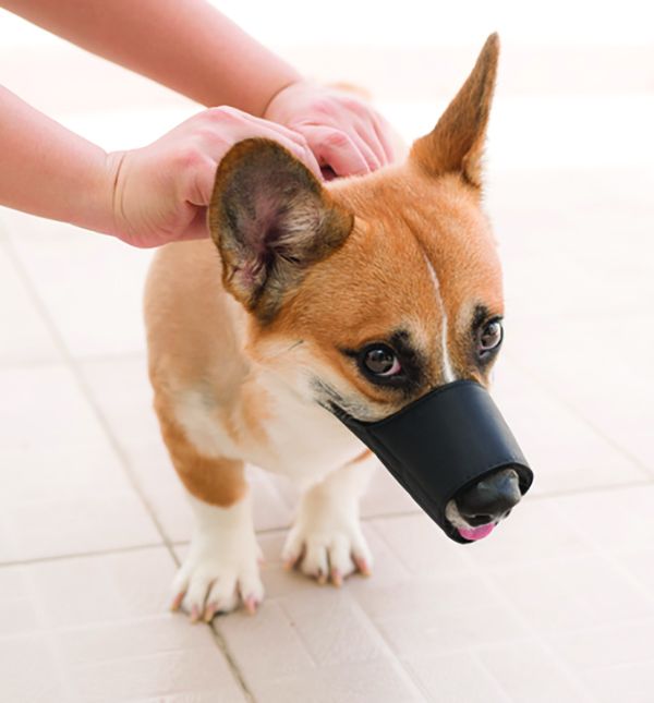 Dog Muzzles: When To Use Them and How - Whole Dog Journal