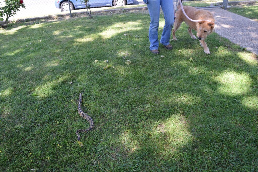 Predatory Behavior - Whole Dog Journal