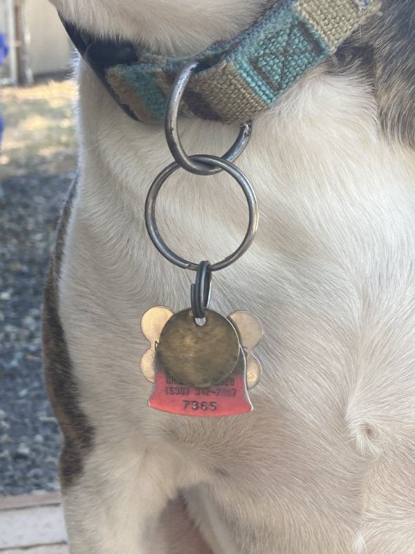 Keep Emergency Contact Numbers On Your Dog's Tags or Collars Up-To-Date ...