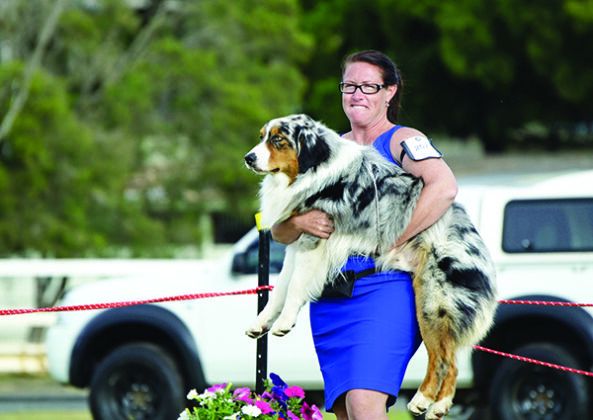 How To Properly Pick Up Your Dog - Whole Dog Journal