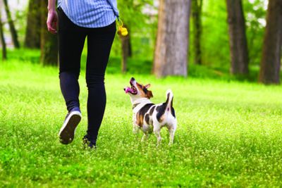 Dog Walking: 4 Approaches to Add Enjoyment - Whole Dog Journal
