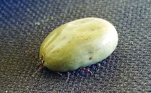 Ticks on Dogs: Everything You Need to Know - Whole Dog Journal