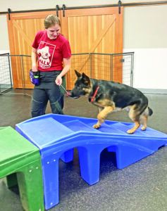 On Target Training - Whole Dog Journal