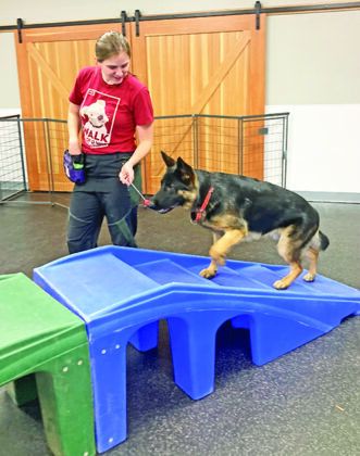 On Target Training - Whole Dog Journal