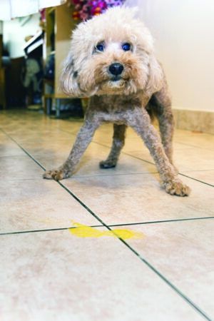 Dog Throwing Up Yellow? What You Should Know About 'Bilious Vomiting ...