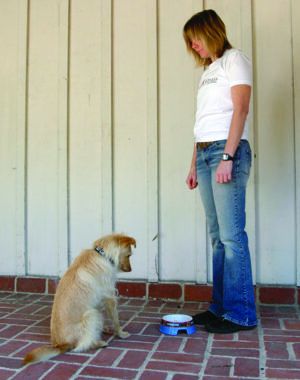 Dog Impulse Control Training - Whole Dog Journal