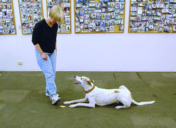 Dog Impulse Control Training - Whole Dog Journal