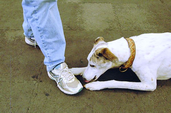 Dog Impulse Control Training - Whole Dog Journal
