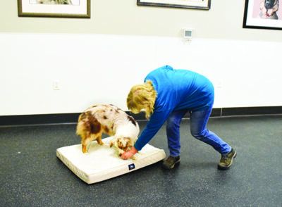 Dog Impulse Control Training - Whole Dog Journal