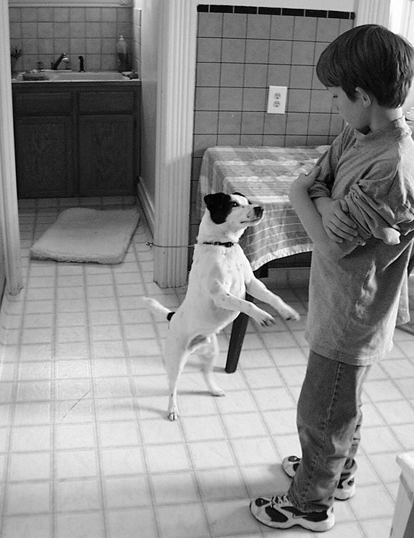 Dog Impulse Control Training - Whole Dog Journal