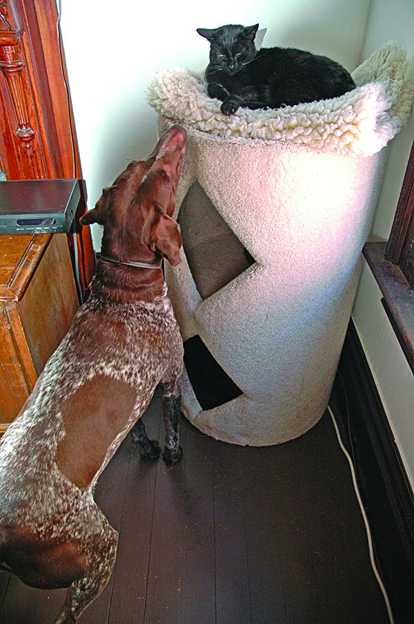 How To Get Cats and Dogs to Get Along - Whole Dog Journal