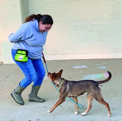 How to Teach a Dog Recall | Dog Recall Training