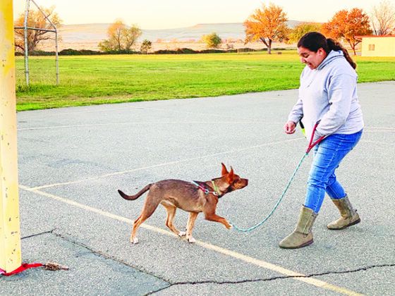 How to Teach a Dog Recall | Dog Recall Training