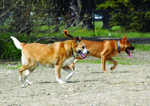 Sudden Hind Leg Weakness in Dogs | Whole Dog Journal