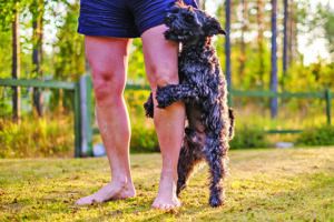 Why Do Dogs Hump | Why is My Dog Humping