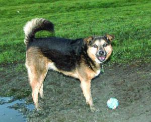 Dog Tail Meaning | Dog Tail Language | Whole Dog Journal