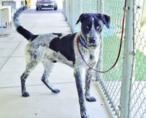 Dog Tail Meaning | Dog Tail Language | Whole Dog Journal