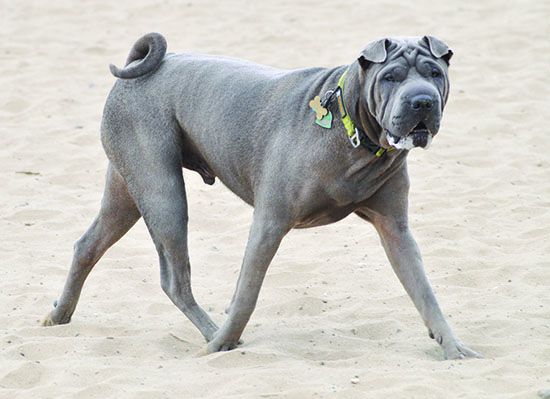 Dog Tail Meaning | Dog Tail Language | Whole Dog Journal