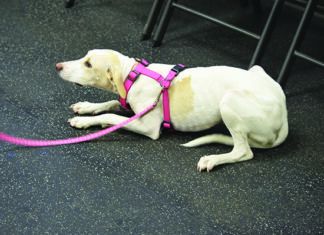 Dog Tail Meaning | Dog Tail Language | Whole Dog Journal