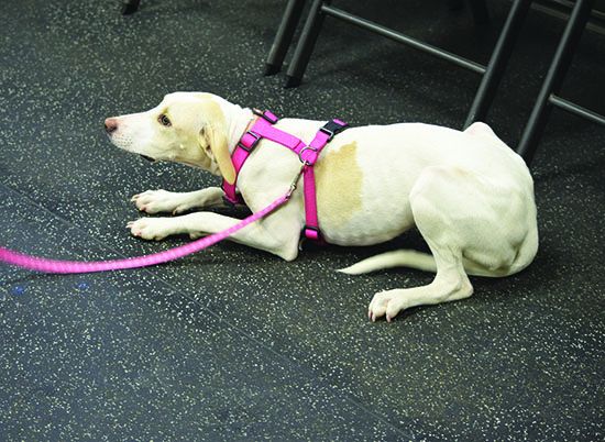 Dog Tail Meaning | Dog Tail Language | Whole Dog Journal