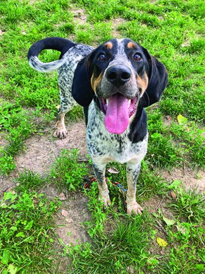 Dog Tail Meaning | Dog Tail Language | Whole Dog Journal