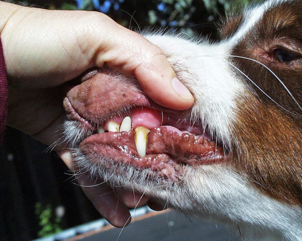 Unhealthy Gums? It Could Be Canine Gum Disease - Whole Dog Journal