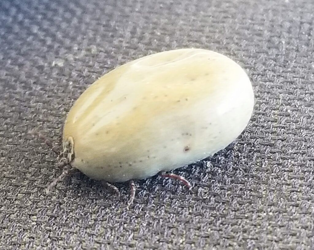 What do Ticks Look Like on Dogs? - Whole Dog Journal