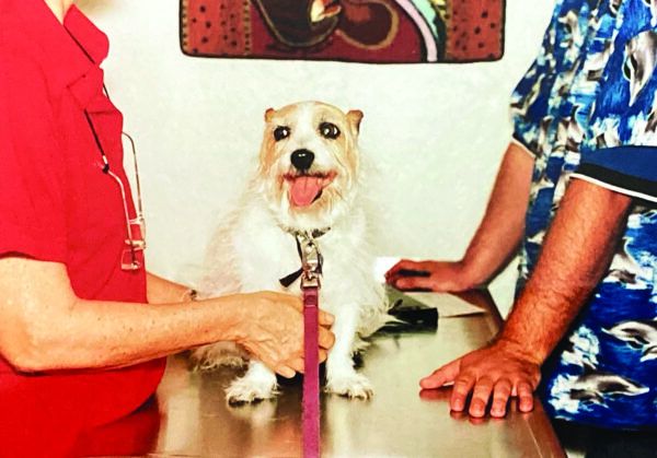 All About UTIs in Dogs - Whole Dog Journal