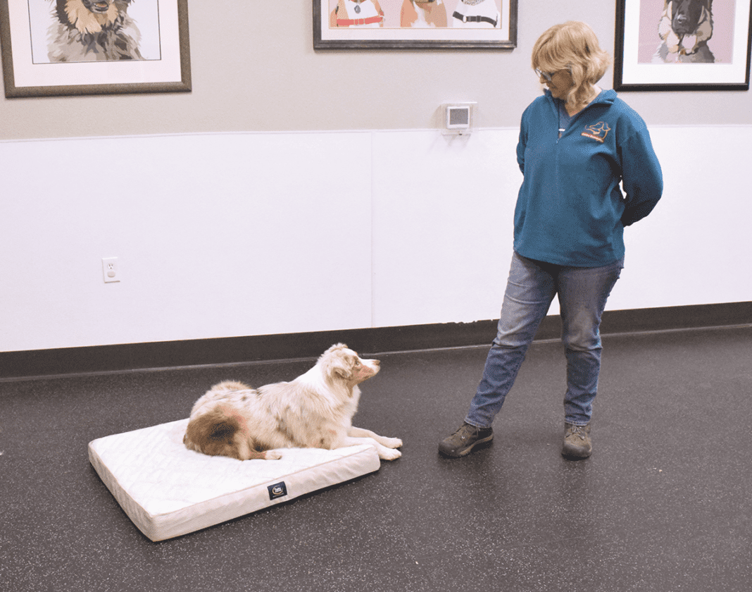 How to Teach a Dog to Stay - Whole Dog Journal