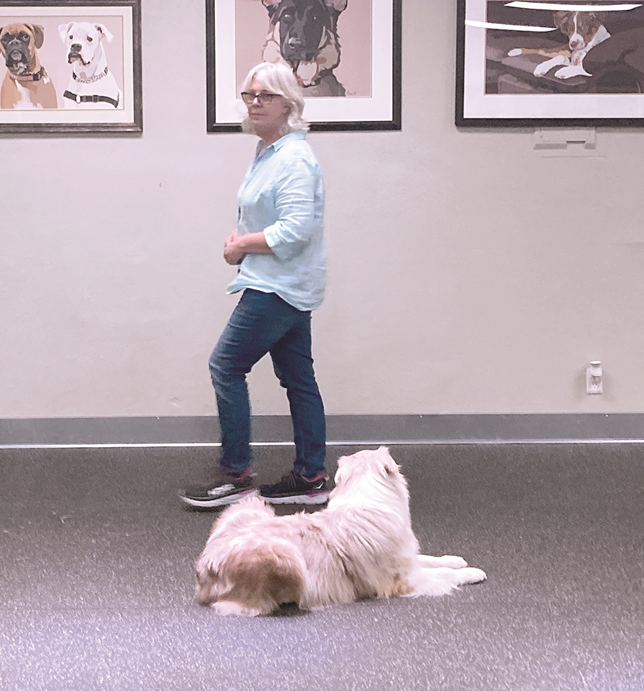 How to Teach a Dog to Stay - Whole Dog Journal