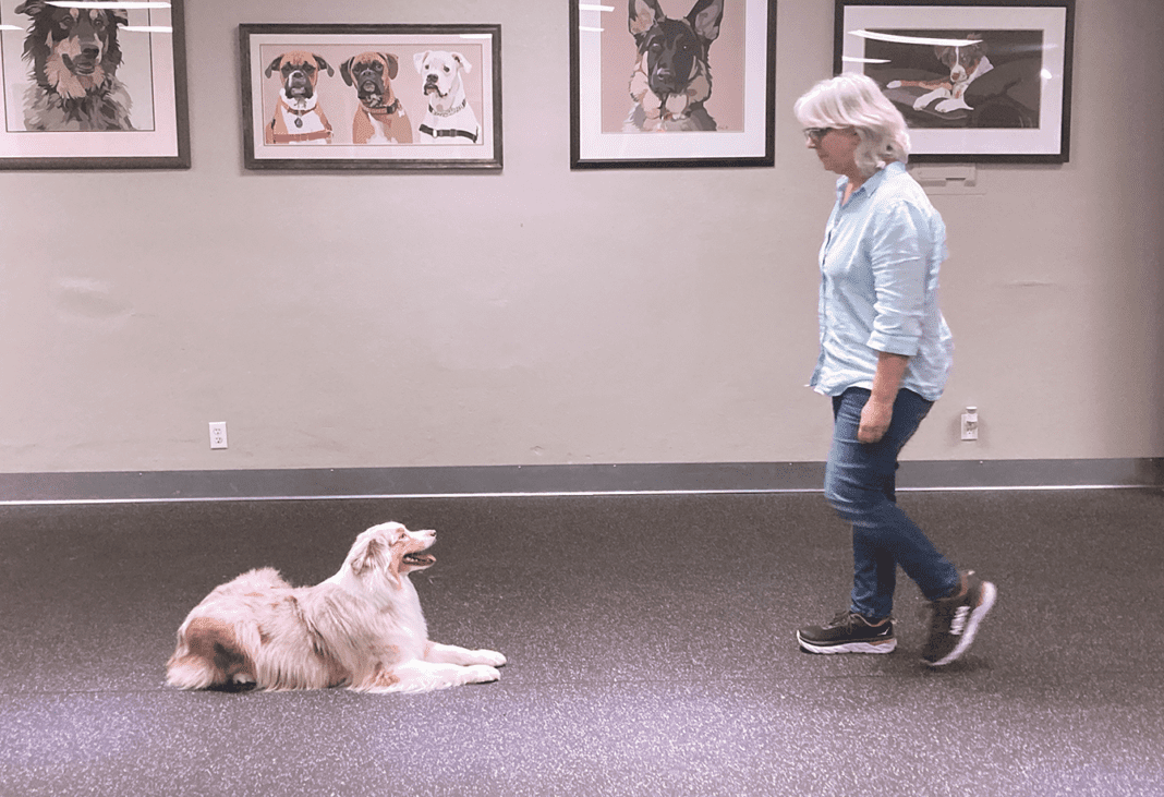 How to Teach a Dog to Stay - Whole Dog Journal