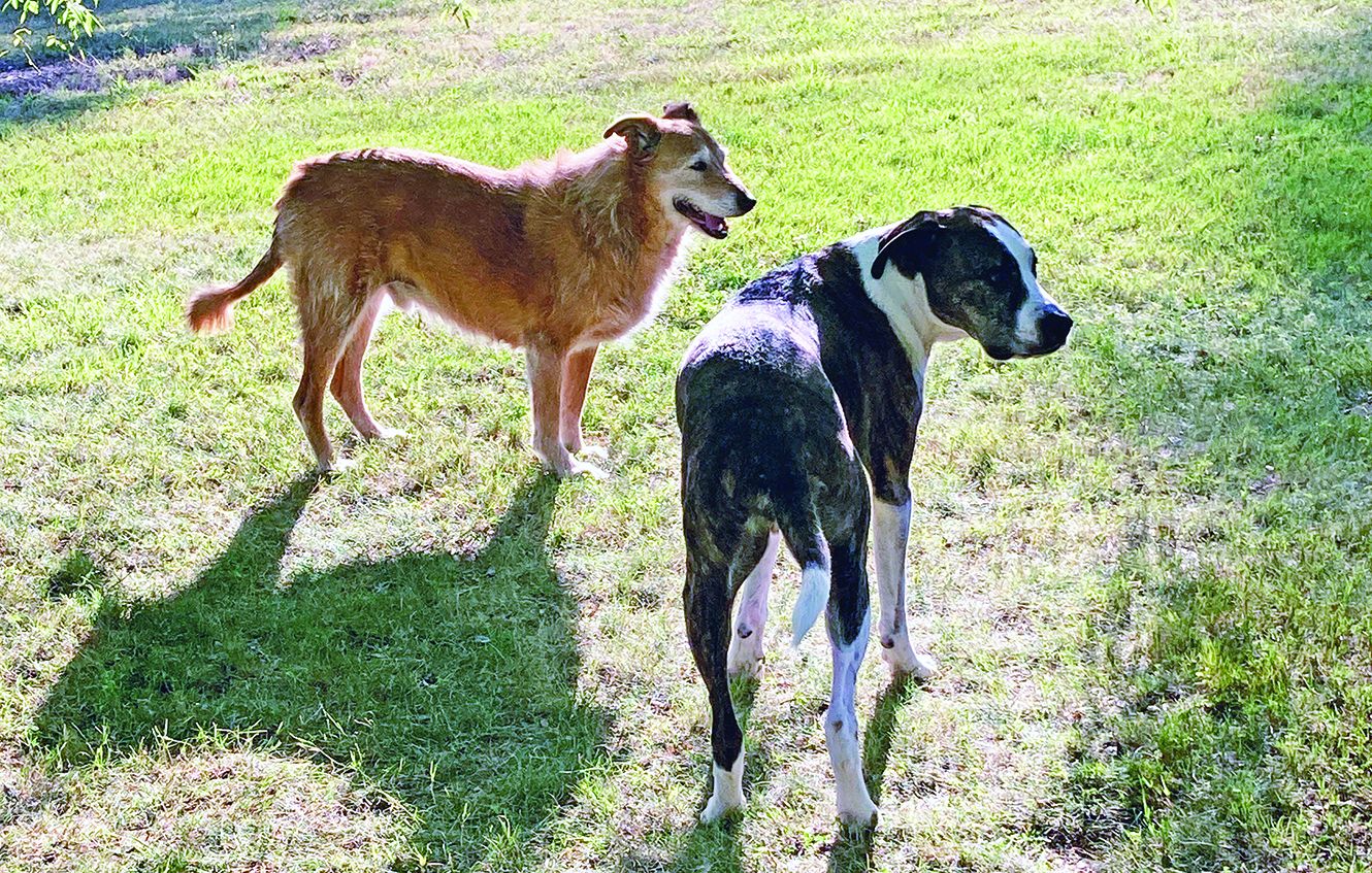 Why Do Dogs Pant? | Excessive Panting in Dogs