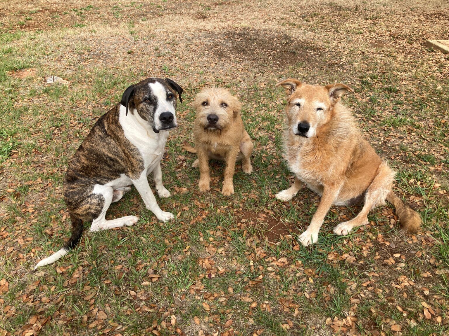 Canine Adolescence: The Great “Unconsidered” Life Stage - Whole Dog Journal