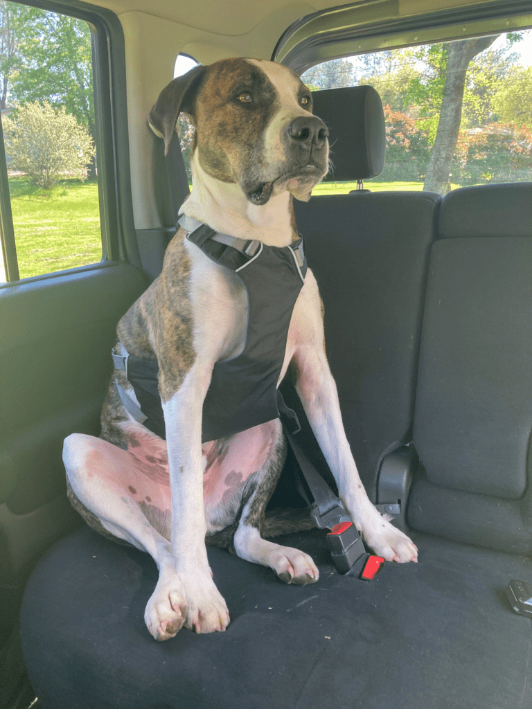 Can Dogs Get Concussions? - Whole Dog Journal