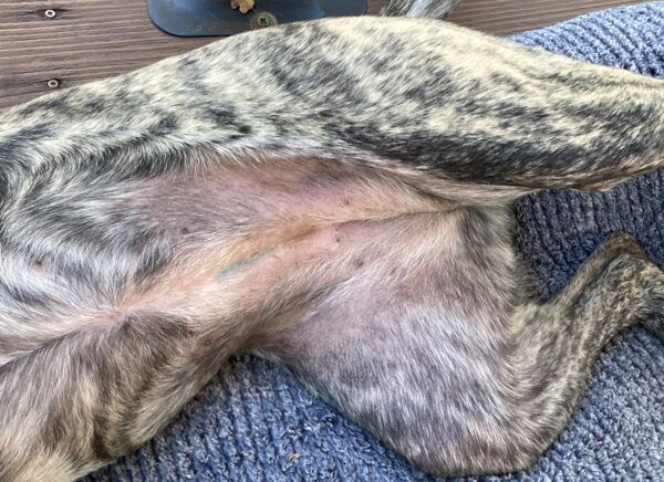 Why Does My Dog Have a Tattoo? - Whole Dog Journal
