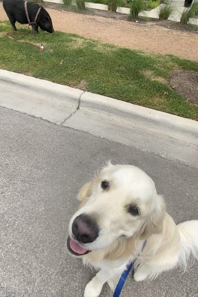 Teach Your Dog to “Leave It” Without Using a Cue - Whole Dog Journal