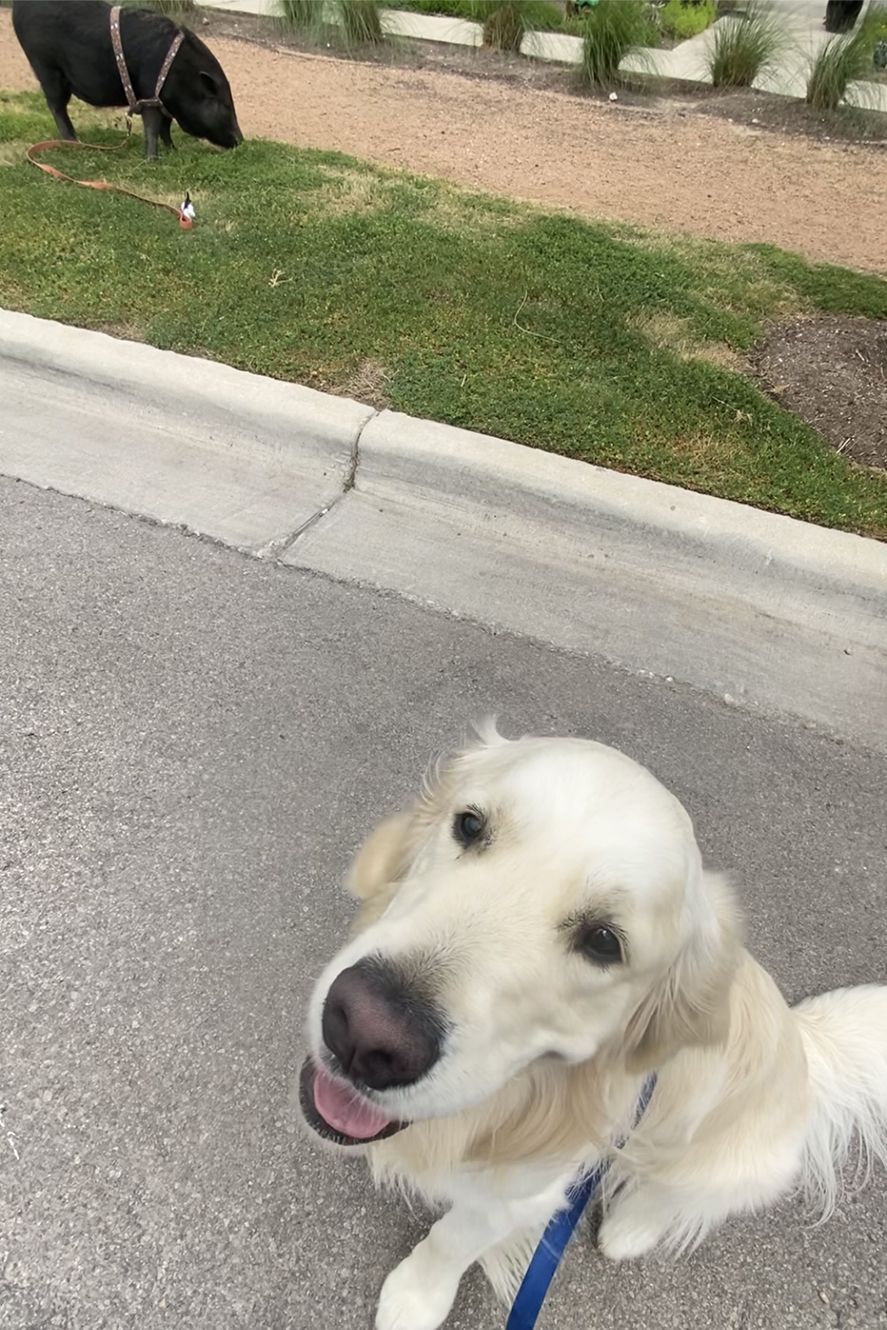 Teach Your Dog to “Leave It” Without Using a Cue - Whole Dog Journal