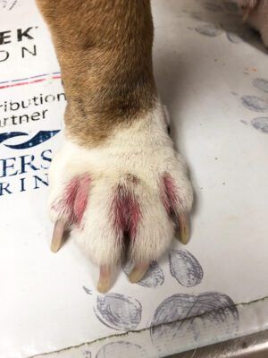 Pruritic Pododermatitis: Seriously Itchy Paws - Whole Dog Journal
