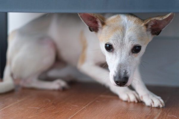 Critical Signs of Stress in a Dog - Whole Dog Journal