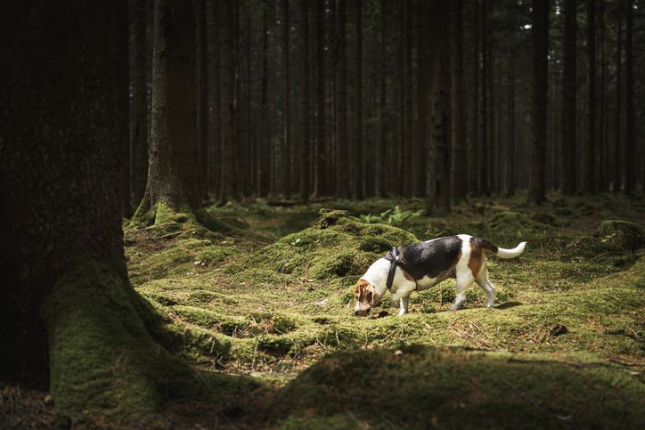 Off Leash Training - Whole Dog Journal